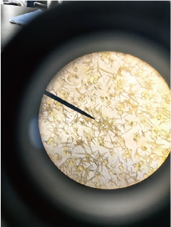 Botanical Biohacking